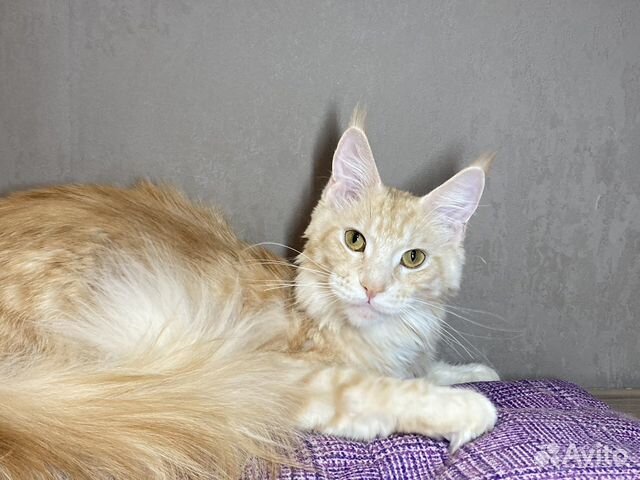 Котята и взрослые кошки за символическую стоимость