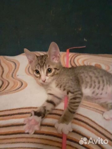 Котенок мальчик 2 месяца