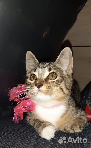 Кошка котенок