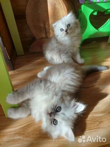 Шотландские котята