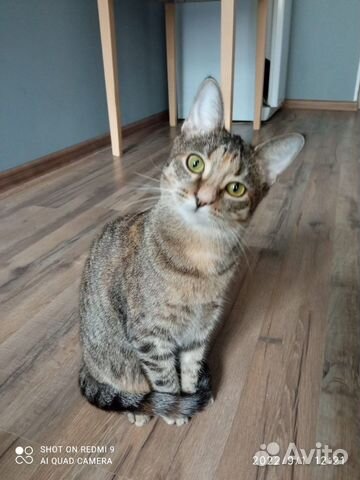 Молодая кошечка 9 мес