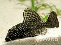 Самка ищет самца