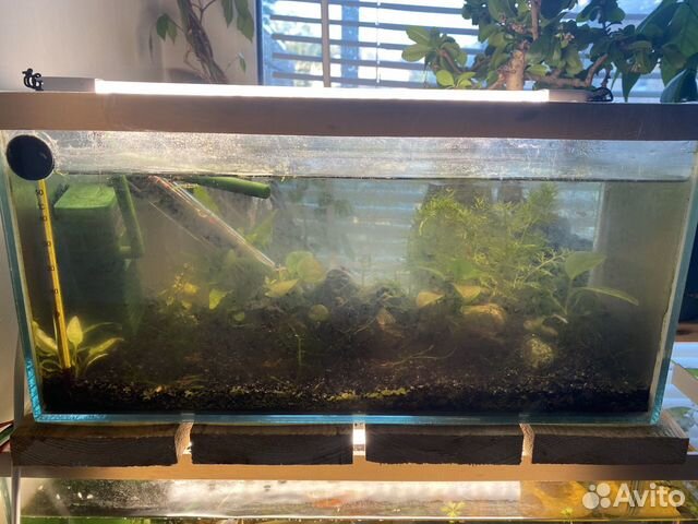 Креветочник