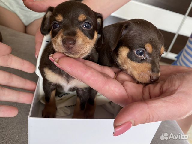 Той-терьер щенки