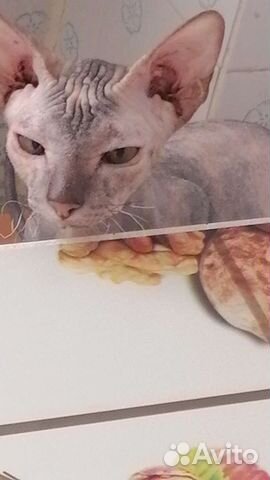 Донской сфинкс котята