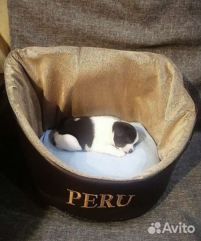 Щенок маленький мальчик 3 недели помесь пинчера