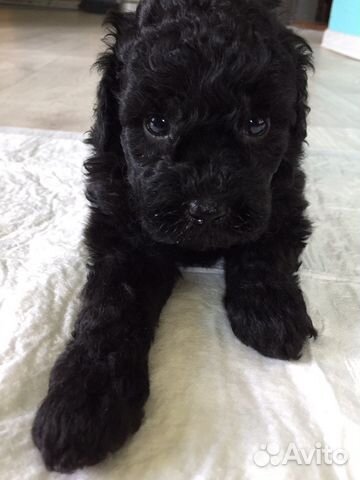 Карликовый пудель