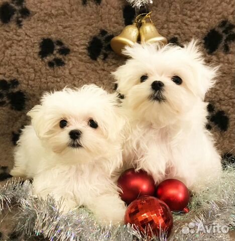 Щенки мальтезе