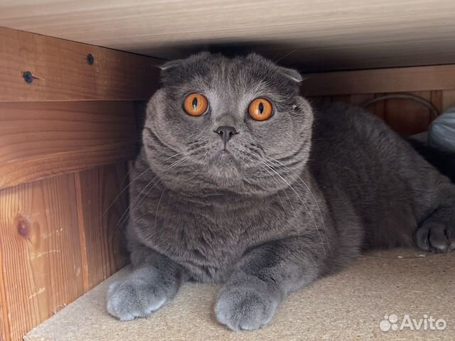 Британская веслоухая