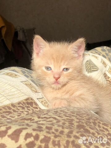 Котенок