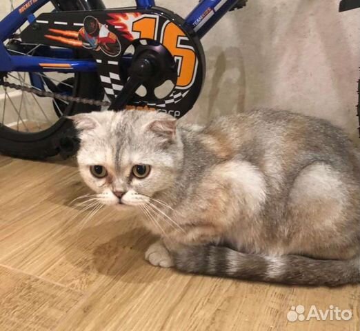 Шотландская вислоухая в дар