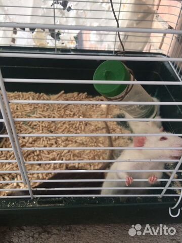 Крысы бесплатно