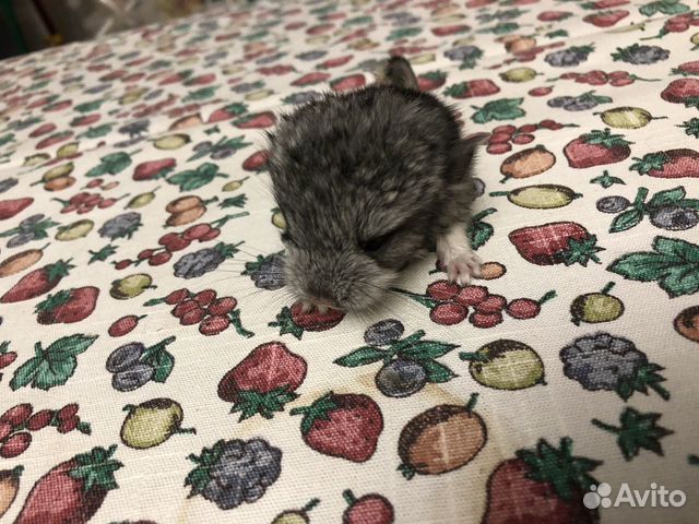 Шиншилла детеныш