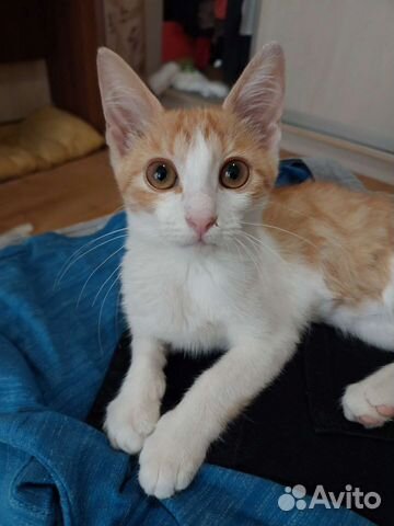 Котёнок рыжик девочка