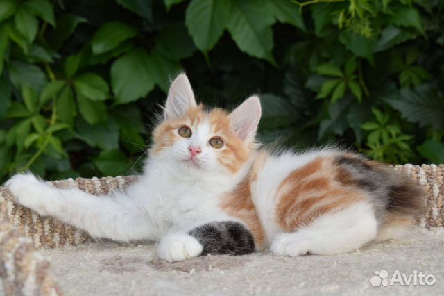 Есения, девочка рысенок