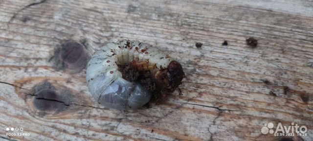 Продам личинок