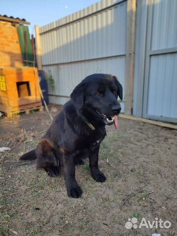 Супер собака в добрые руки