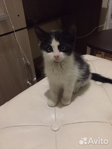 Отдам в добрые руки