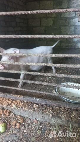 Вьетнамский хрячок на племя