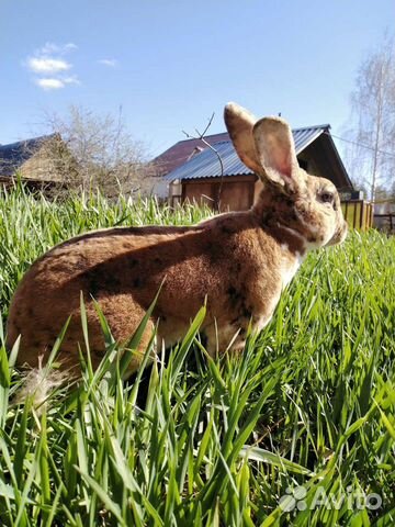 Кролик рекс