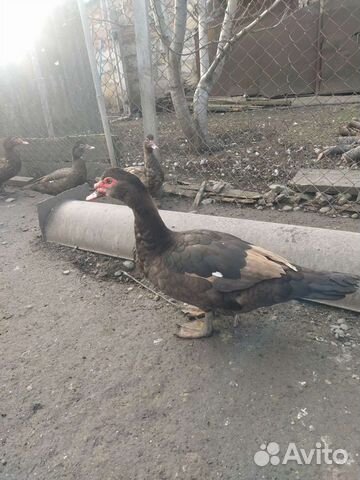 Мускусные утки тяжелые линии