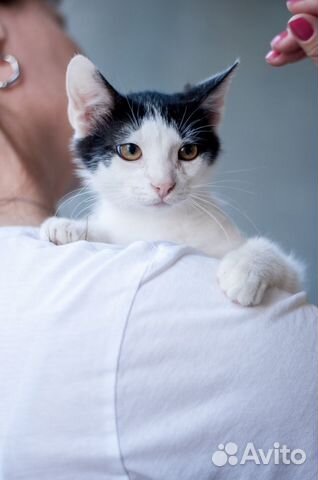 Котенок косоглазик