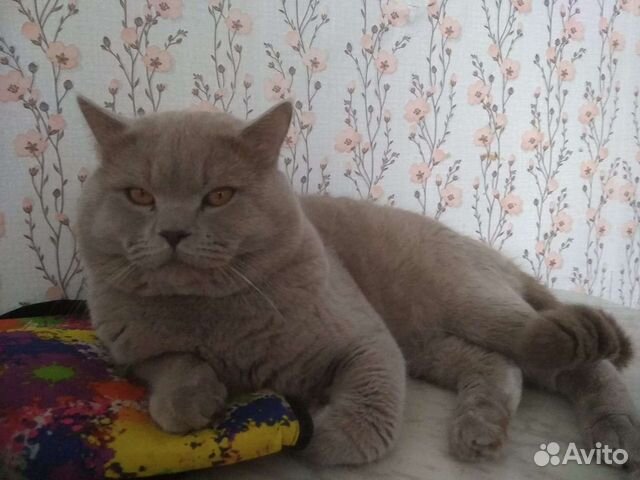 Шотландский кот на вязку