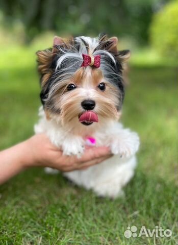 Очень красивые щенки Бивер