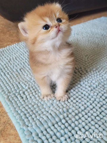 Бриташки симпотяжки