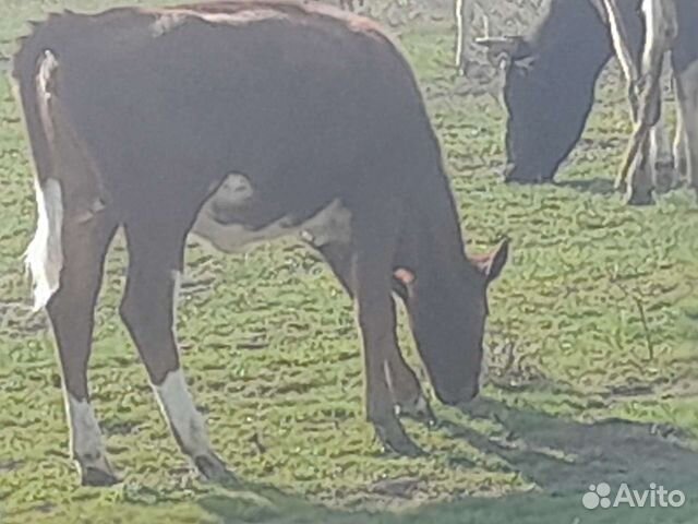 Домашние животные телята