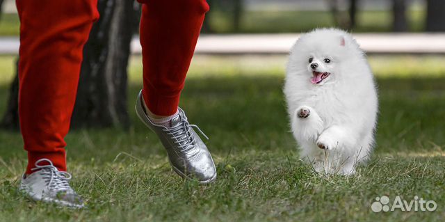 Щенки белого шпица