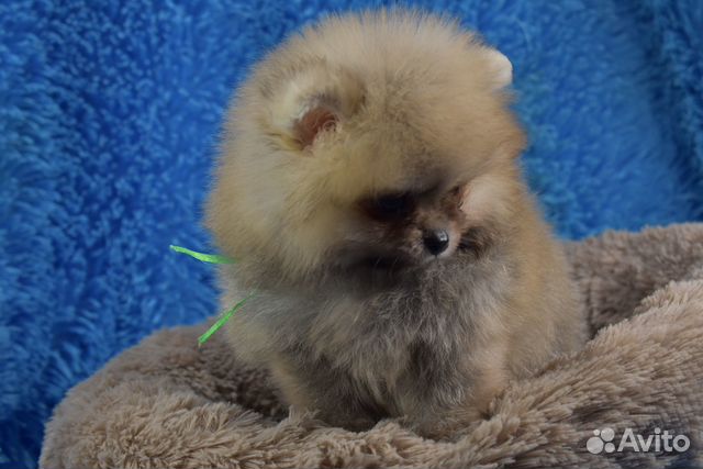 Шпиц - маленький курносик