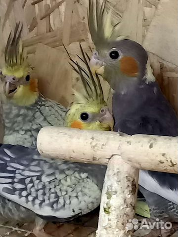 Попугай карелла птенцы