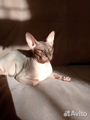 Донской сфинкс кошка 2,5 года