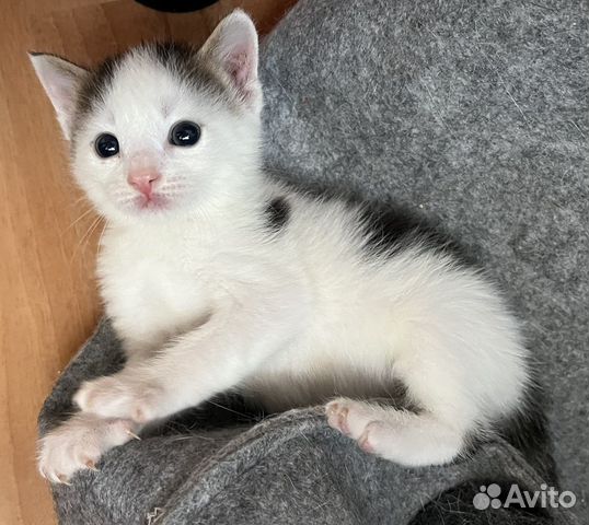 Отдам котенка