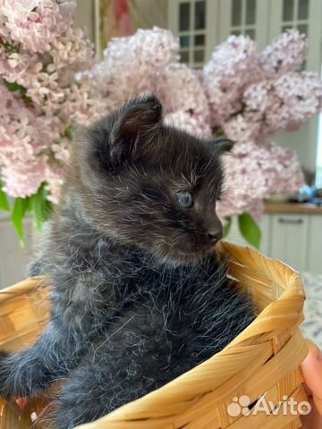Котенок