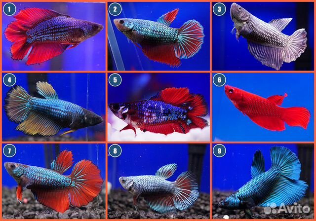 Аквариумные рыбки петушки самки