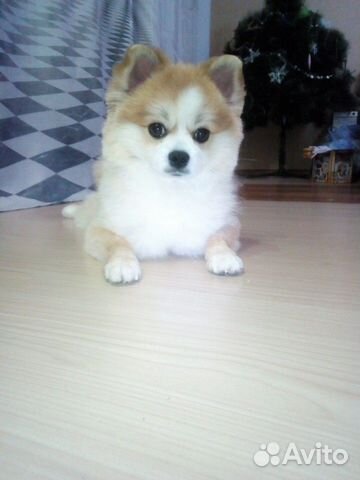 Шпиц приглашает девочек на вязку