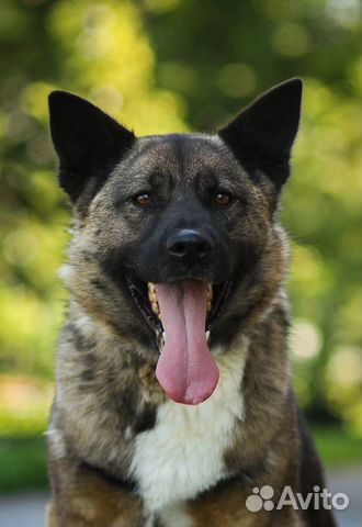 Акита Ронни в добрые руки