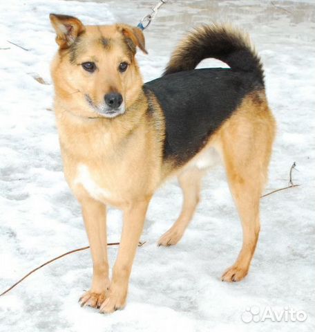 Цезарь - собака- друг и компаньон