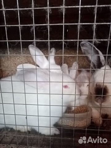 Продам крольчат