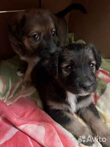 Собака щенок в добрые руки