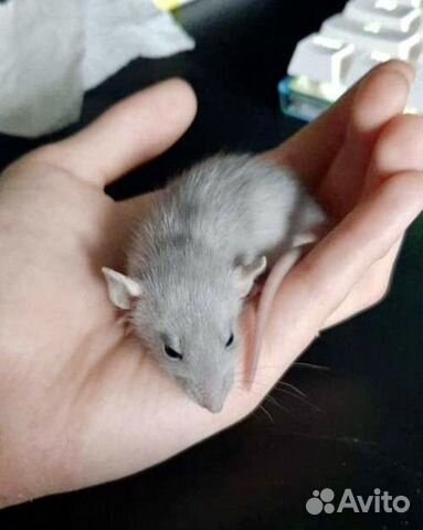 Крысята Дамбо