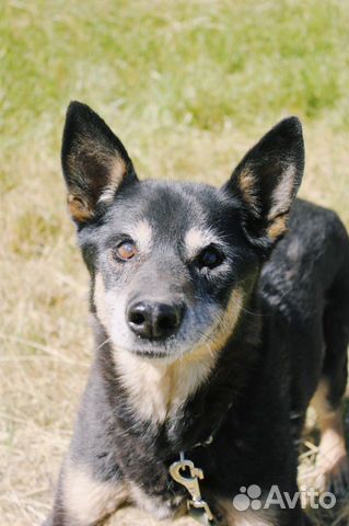 Маленькая бабушка Фима так и умрет в приюте