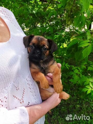 Мальчик брюссельского гриффона ищет хозяев