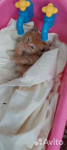 Отдам котёнка девочка