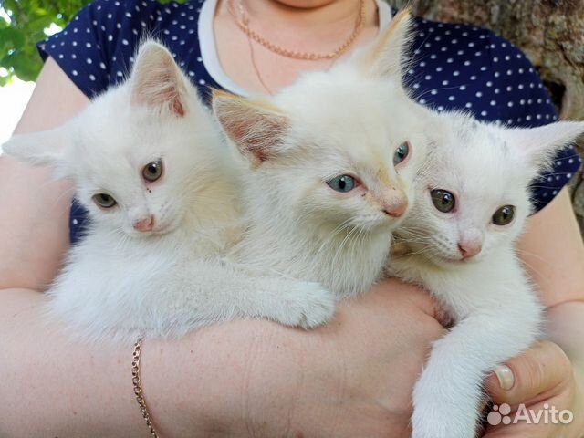 Котята в добрые руки бесплатно