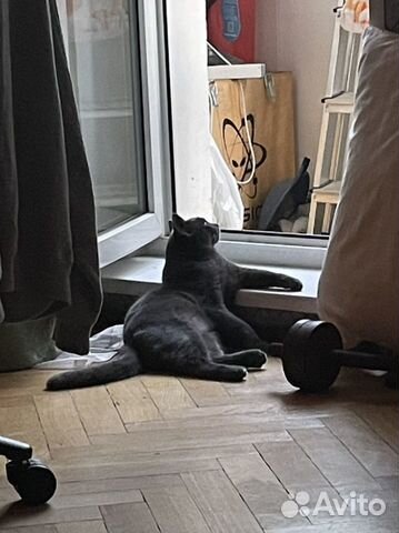 Найден кот русская голубая