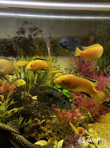 Лабидохромис елоу