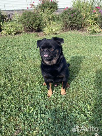 Собака-пти-бро вязка